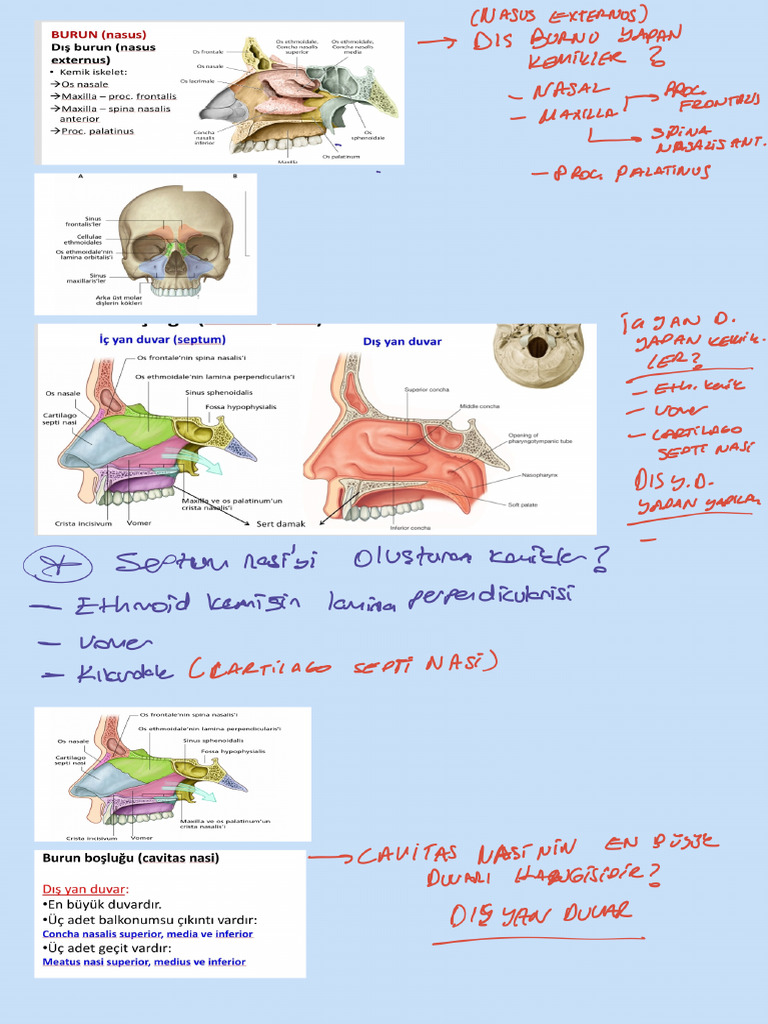 Lab Anatomi - 240104 - 162411 | PDF