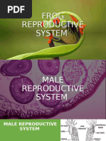 Reproductive System of Frog | PDF | Testicle | Sperm