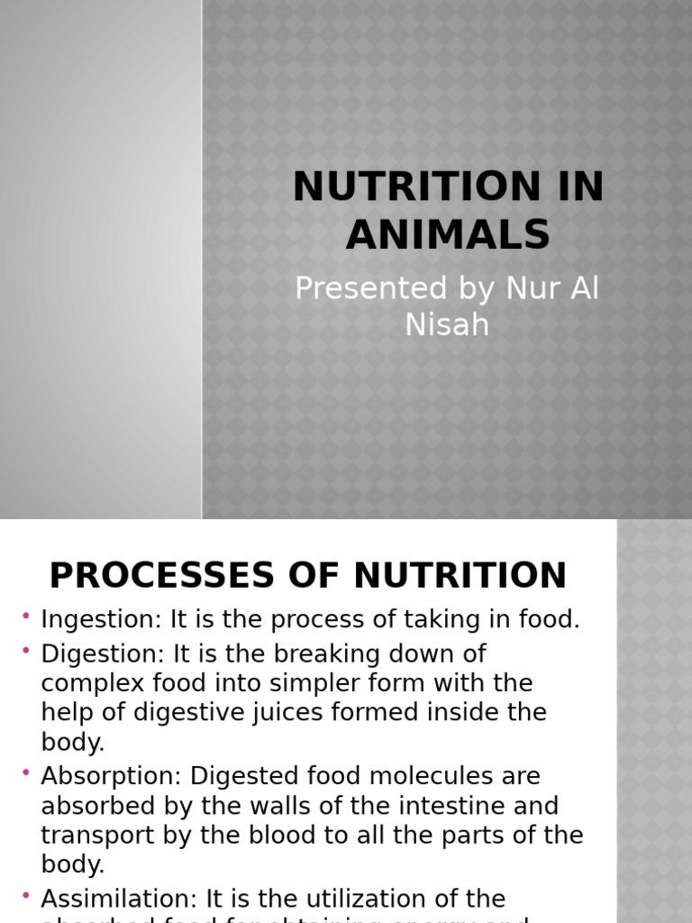 Animal Nutrition Processes Explained | PDF | Human Digestive System ...