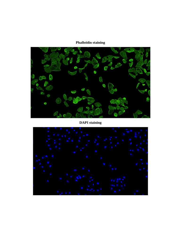 Immunofluoscent - Phalloidine-DAPI Images | PDF