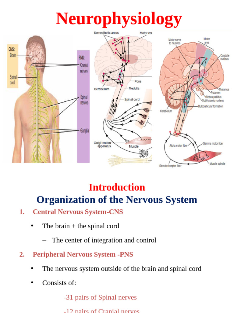 Neurophysiology | PDF | Synapse | Action Potential