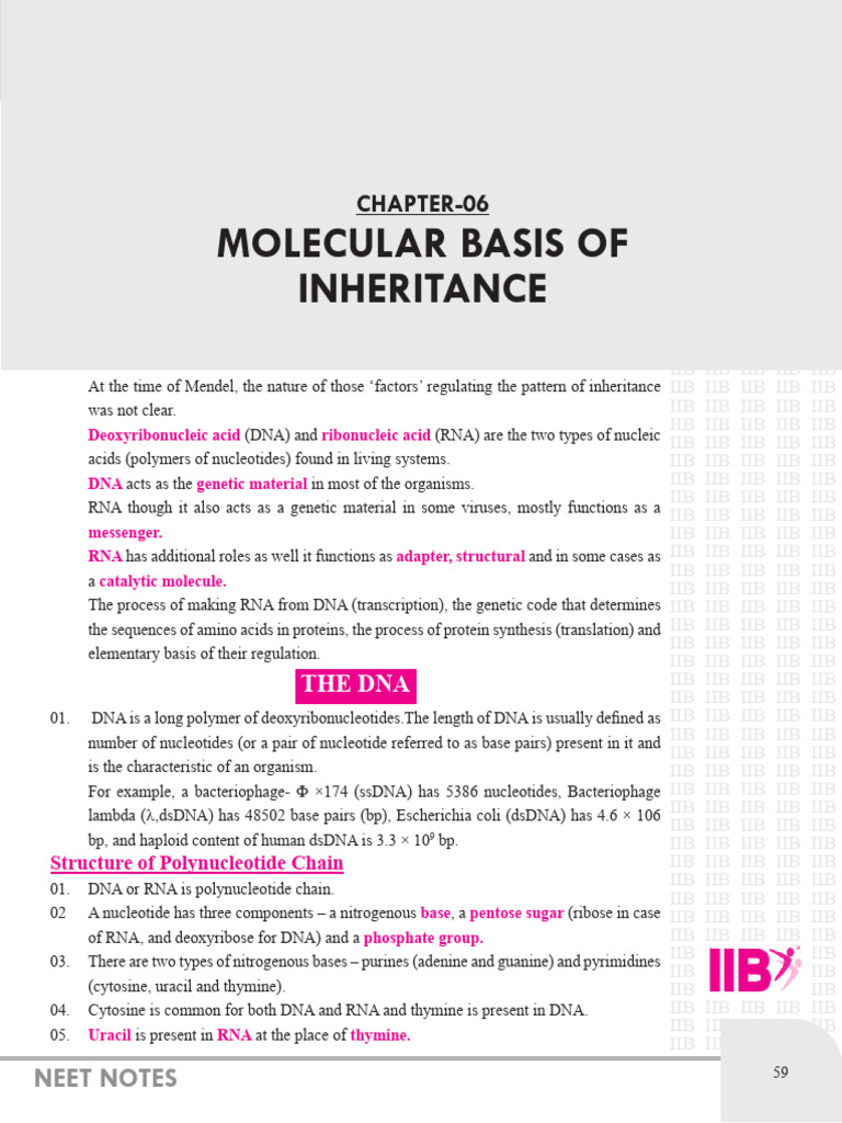 Iib Notes - Molecular Basis of Inheritance | PDF | Nucleotides | Chromatin