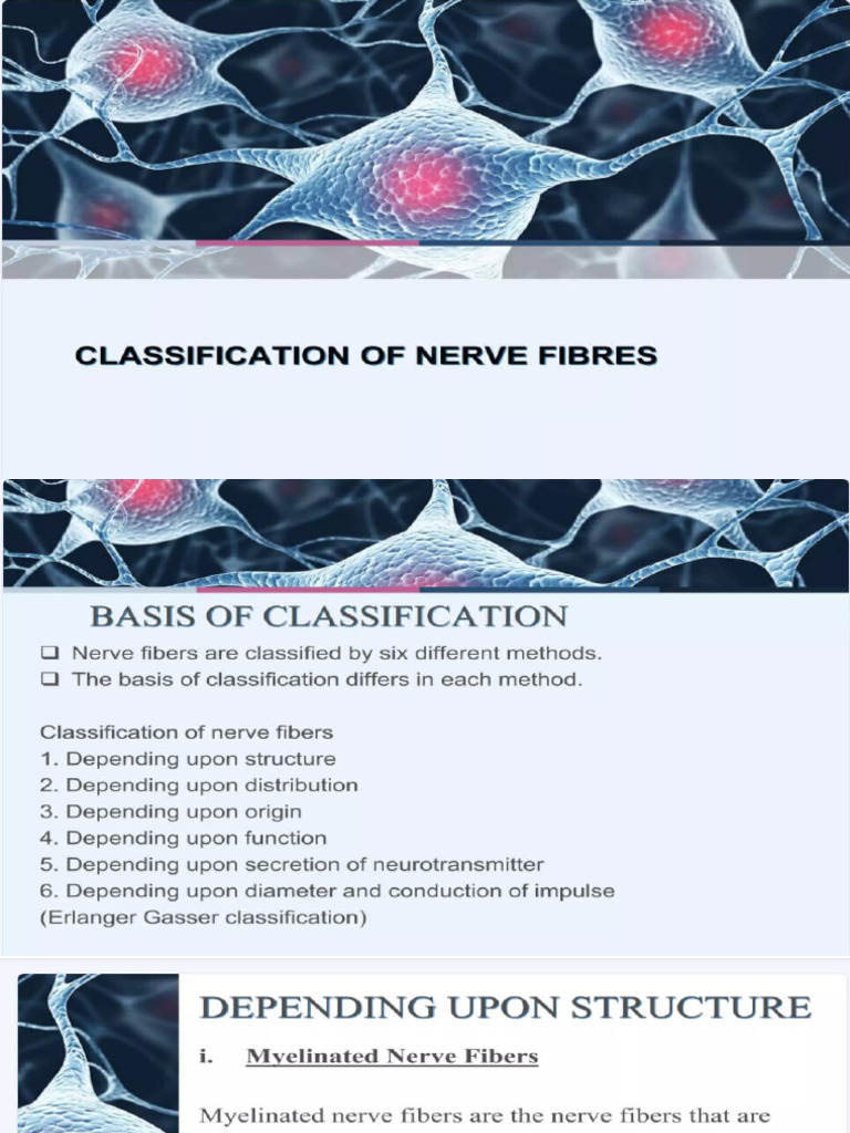 Nerve Fiber | PDF