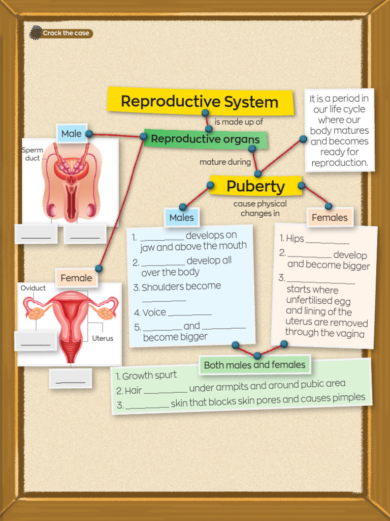 Puberty and Reproductive Changes | PDF