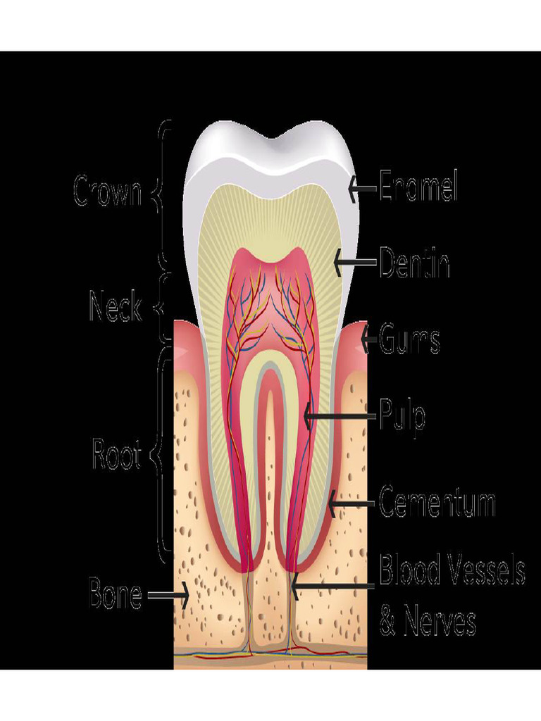 Tooth | PDF