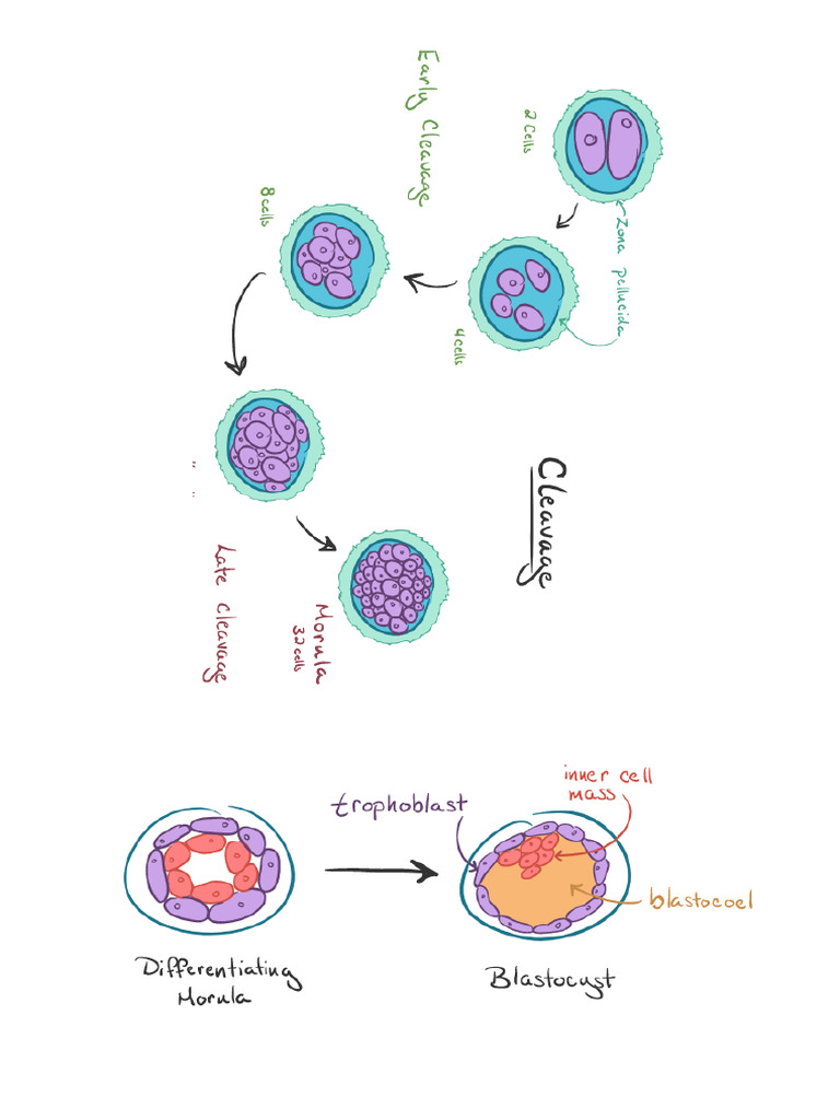 Embryo Genesis | PDF
