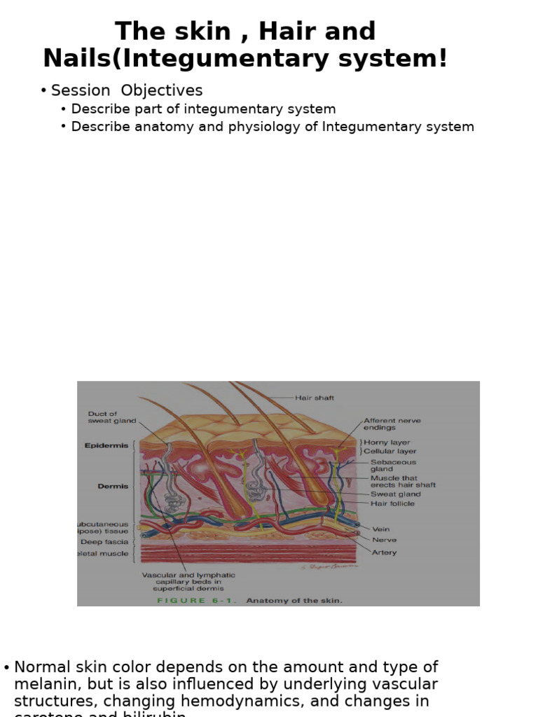 The skin , Hair and Nails(Integumentary | PDF | Hair | Nail (Anatomy)