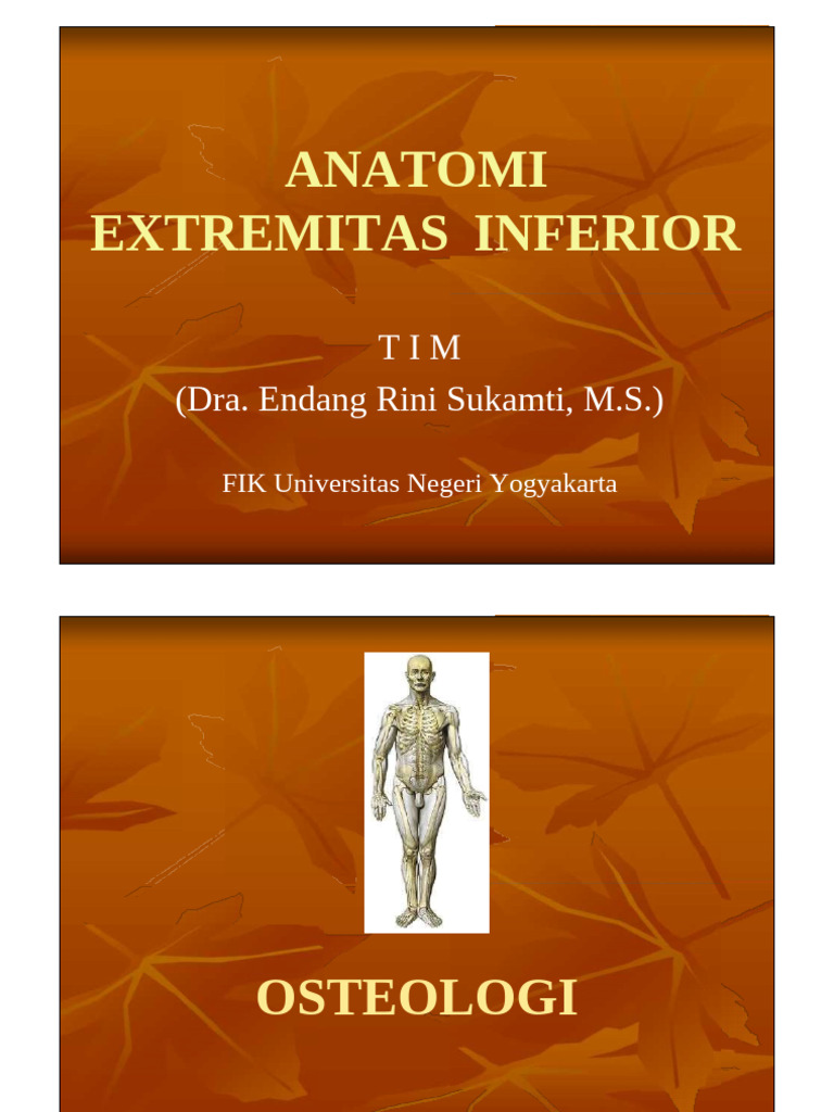 Anatomi Extremitas Inferior Manusia | PDF