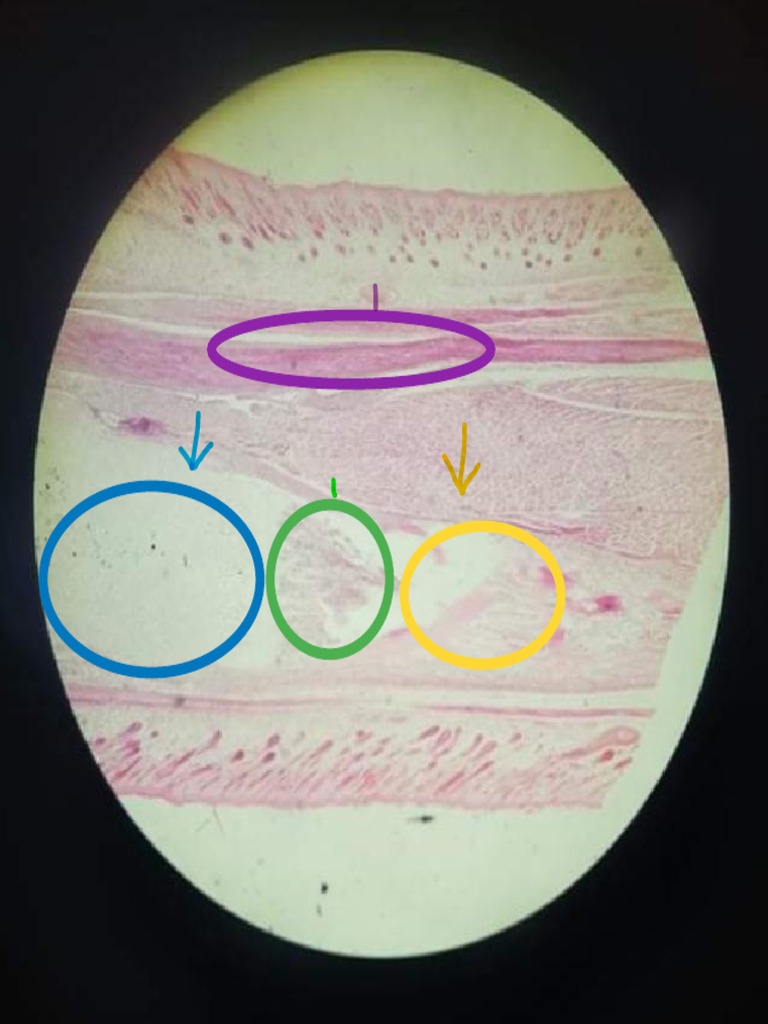 Bone Developing Cartilage LPO | PDF