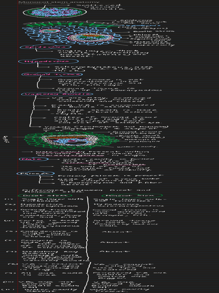 Monocot stem anatomy_1 | PDF