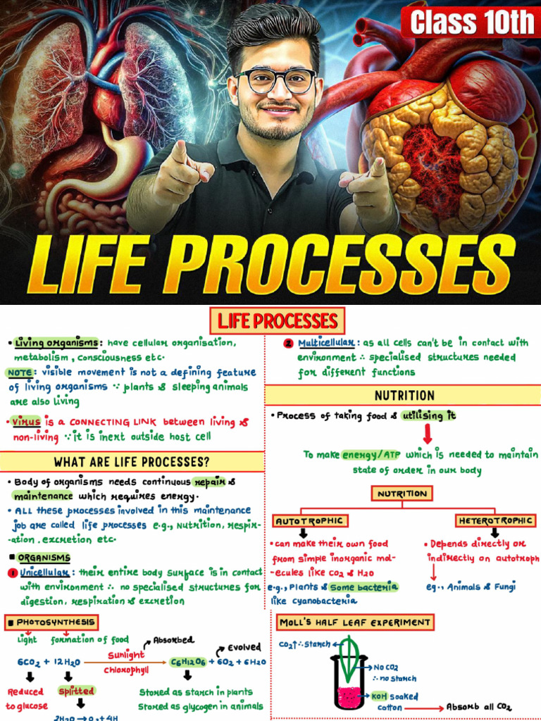 Life Processes | PDF