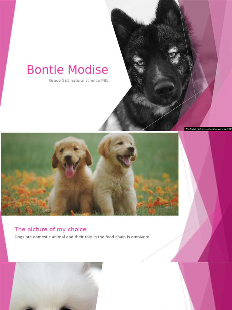 Activity 2 Natural Science Project | PDF | Dogs | Wildlife
