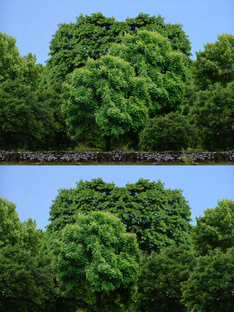 Tree Landscape v2 With Blue Sky | PDF