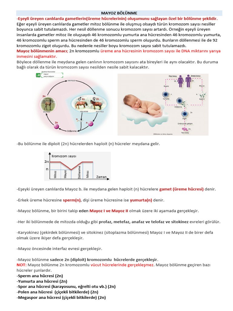 8-Mayoz Bölünme | PDF