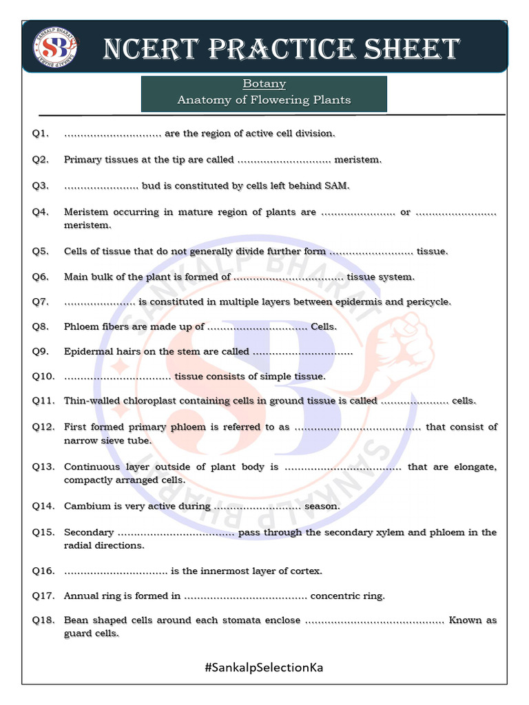 Anatomy of Flowering Plants PNS 04 (NCERT Work Book) - 2527 ...