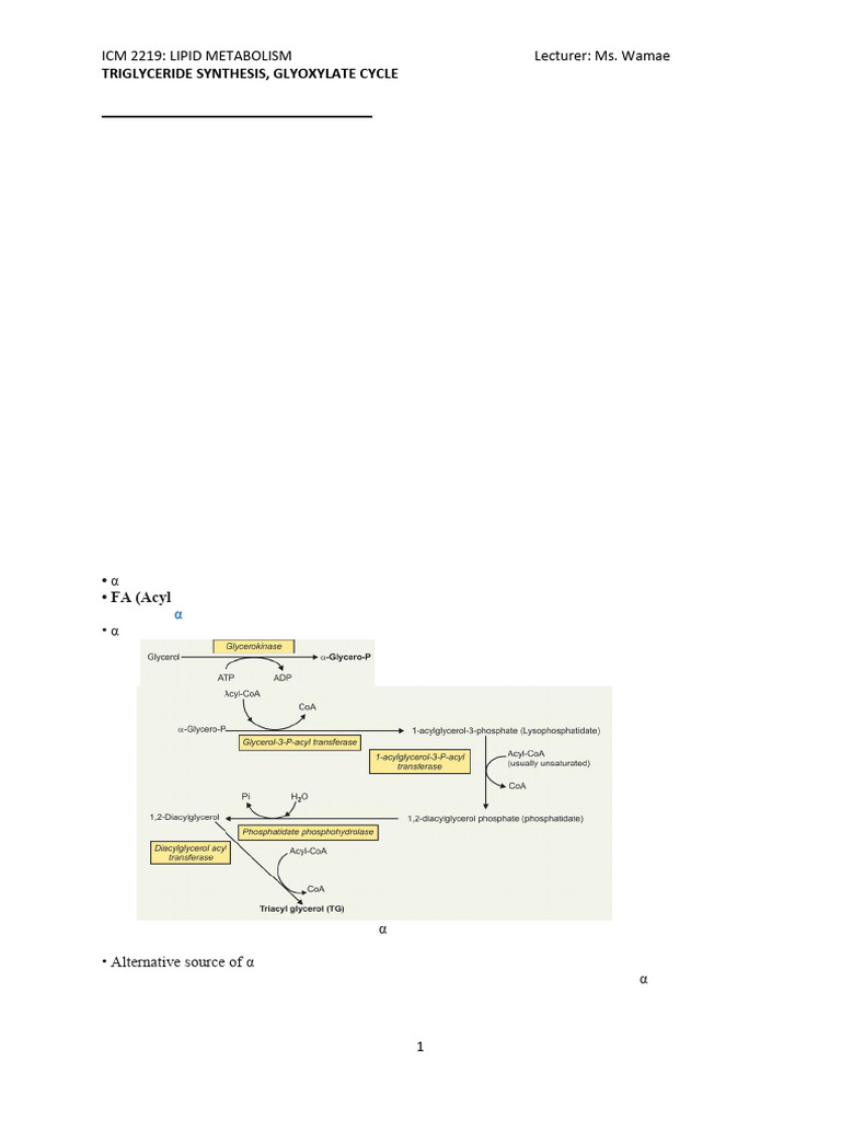 Icm 2219 Synthesis of Triacylglycerols | PDF | Citric Acid Cycle | Chemistry