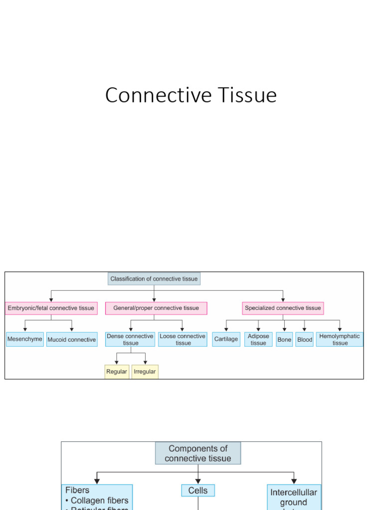 Connective Tissue Diagrams | PDF