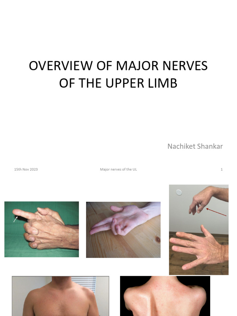 Nerves of UL 151123 Class Slides | PDF | Arm | Limbs (Anatomy)