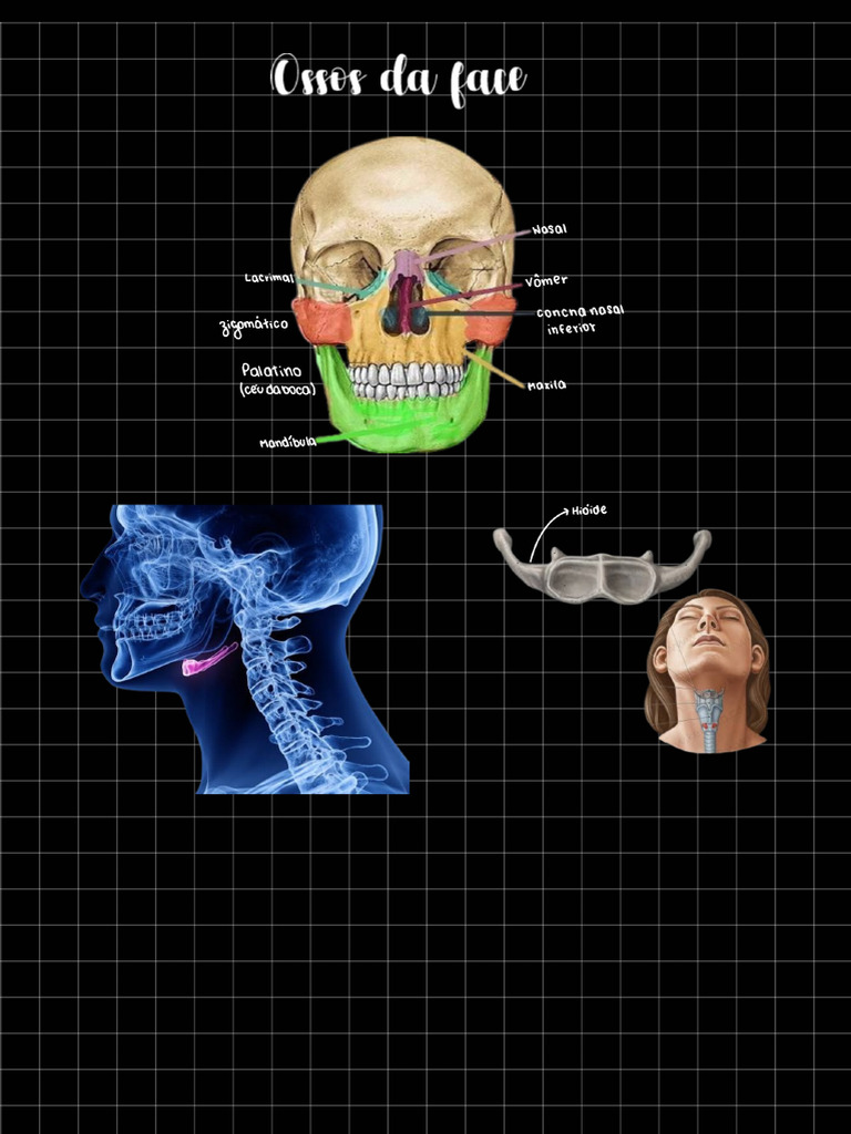 Ossos da Face _240502_183300 | PDF