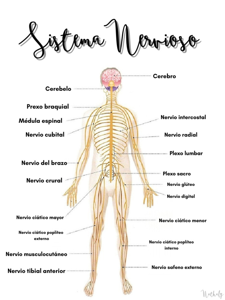 Sistema Endócrino - 20241007 - 182717 - 0000 | PDF