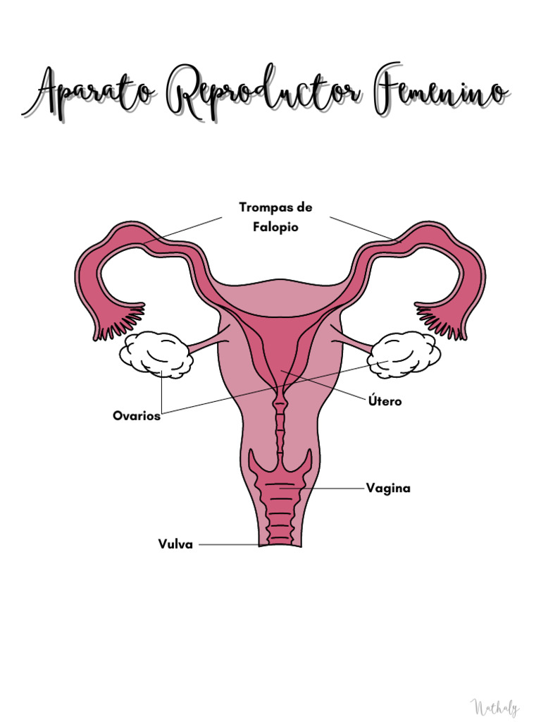 Aparato Reproductor Femenino 20241006 222428 0000 | PDF