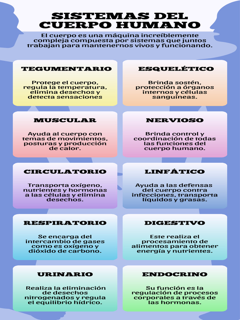 Infografía de Los Sistemas Del Cuerpo Humano Educativo Moderno | PDF