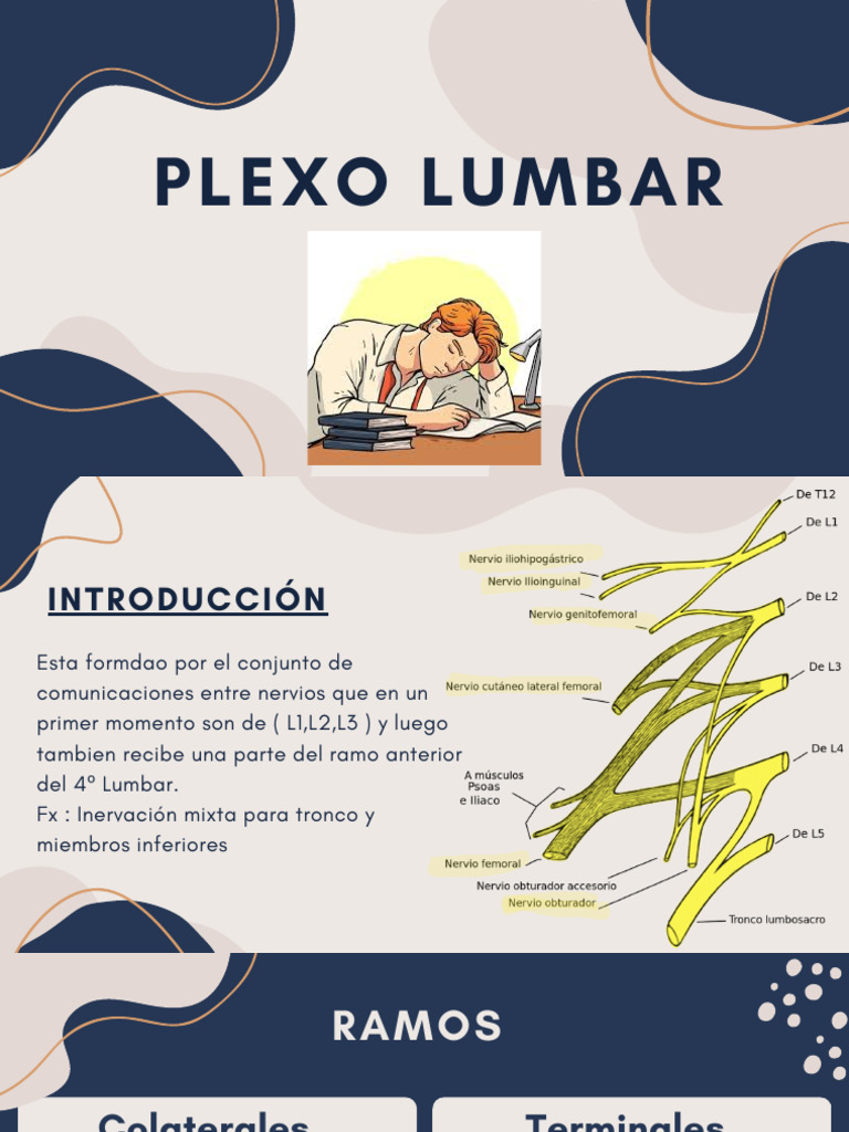 Plexo Lumbar y Sacro | PDF