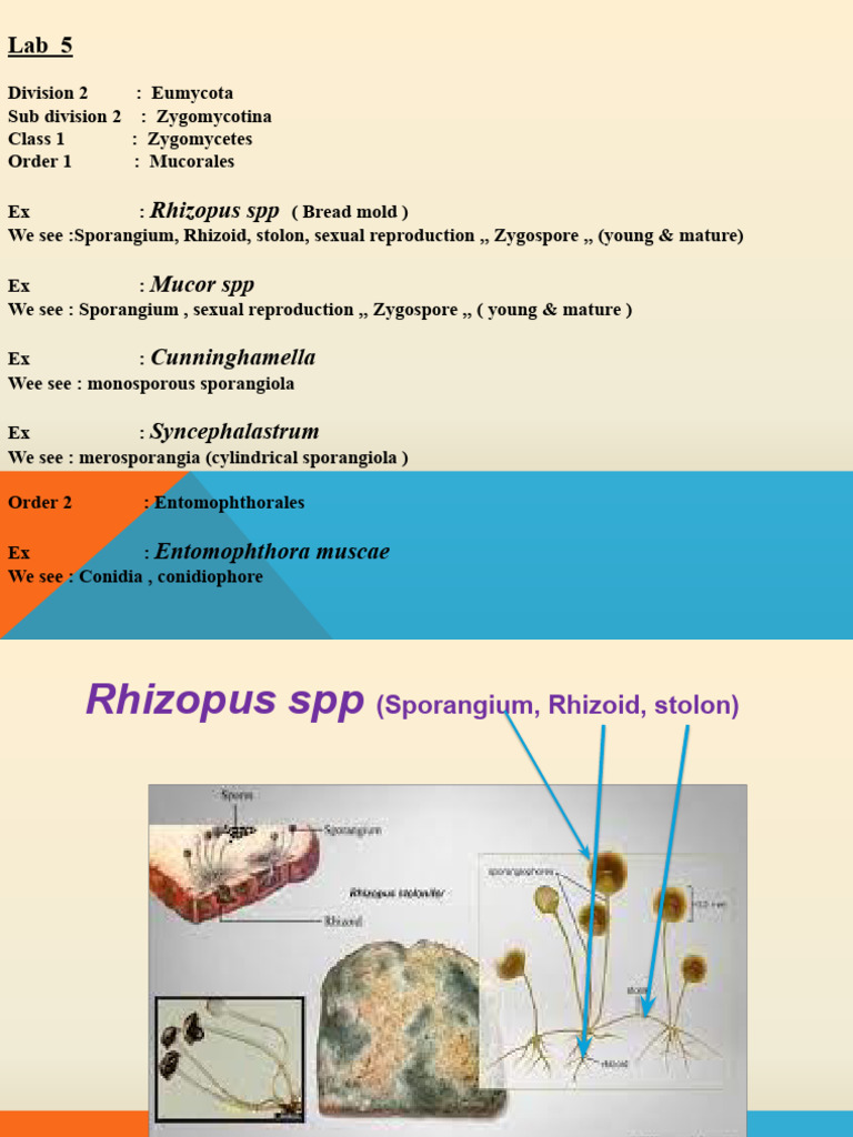Lab 6 Data Show.pptx | PDF | Fungus | Reproduction