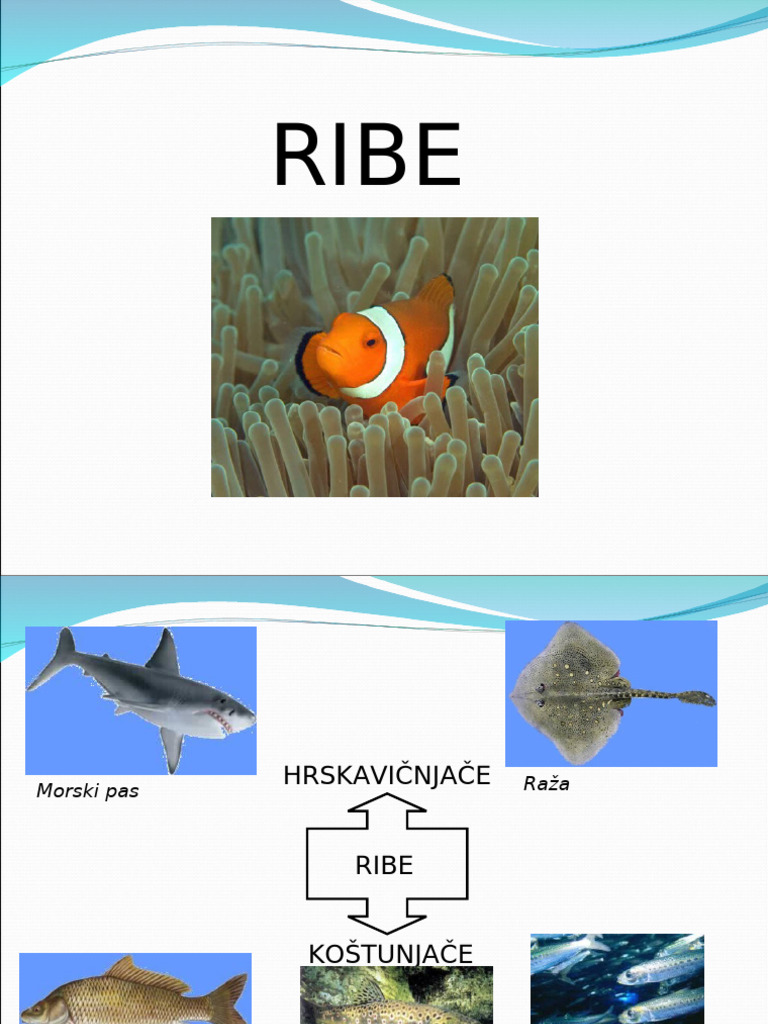 Ribe | PDF