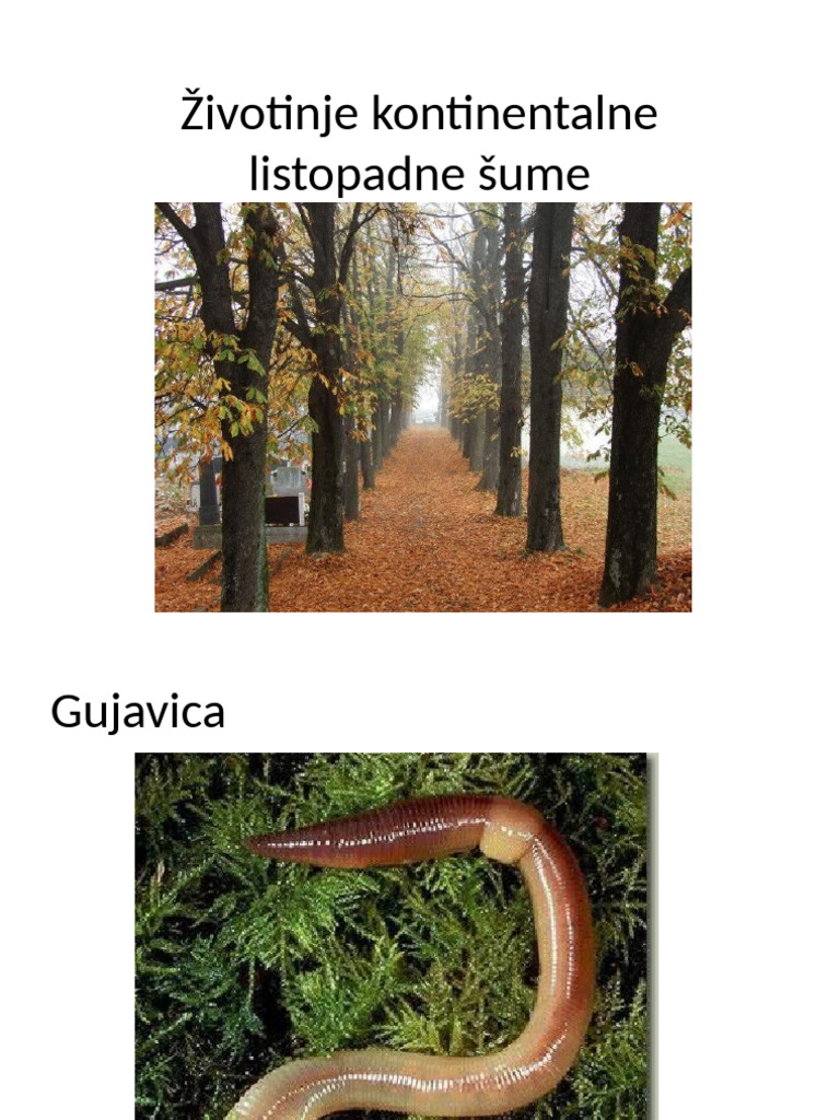 Životinje Kontinentalne Listopadne Šume | PDF