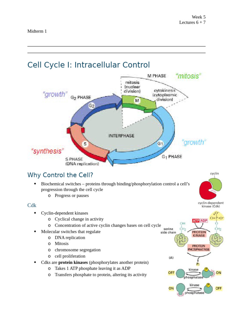 Cell Cycle I: Intracellular Control | PDF | Cell Cycle | Biological ...