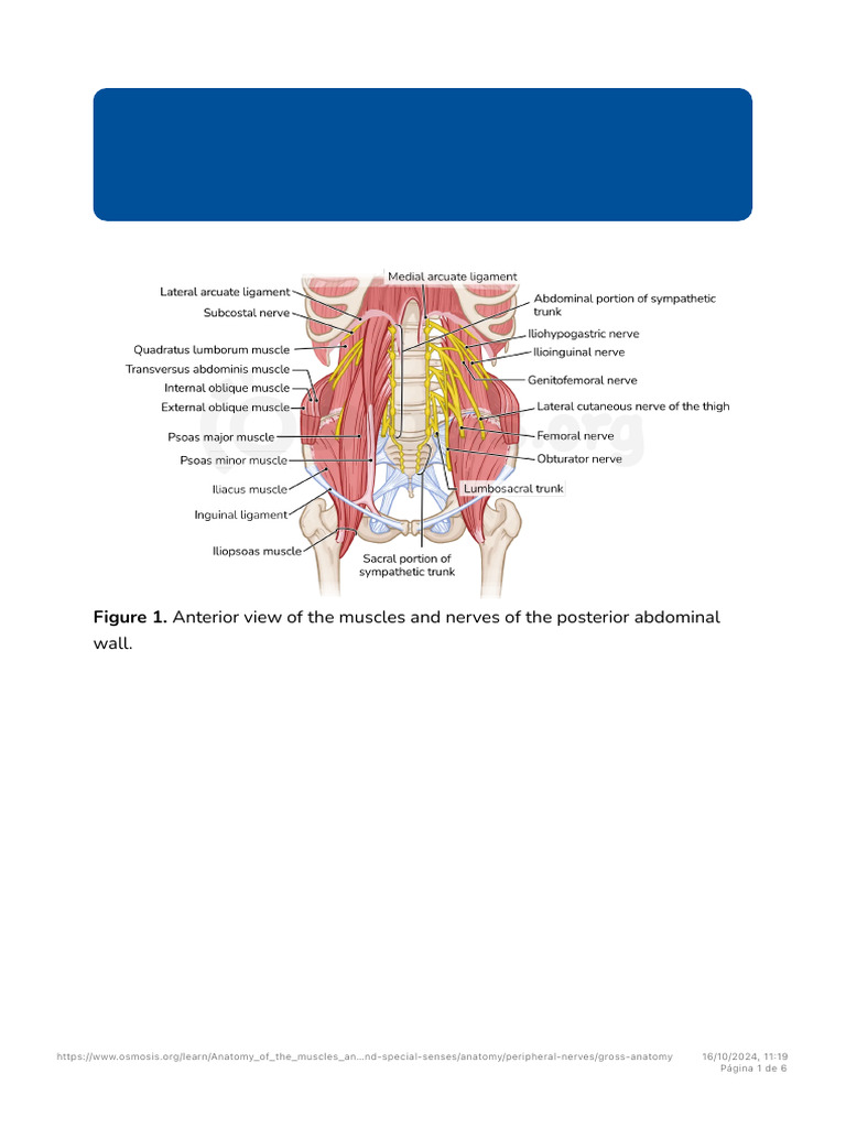 Anatomy of The Muscles and Nerves of The Posterior Abdominal Wall ...
