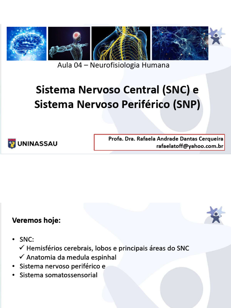 4 Aula Neurofisiologia | PDF | Sistema nervoso central | Cérebro