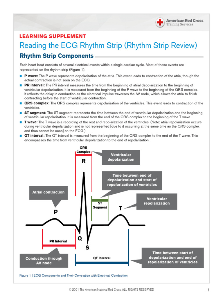 LS Reading the ECG Strip | PDF | Electrocardiography | Circulatory System