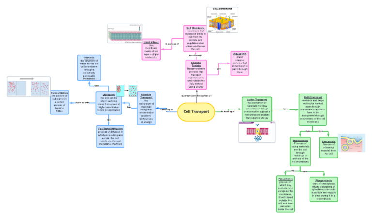 AZ Cell Transport Mind Map | PDF | Cell Membrane | Biophysics