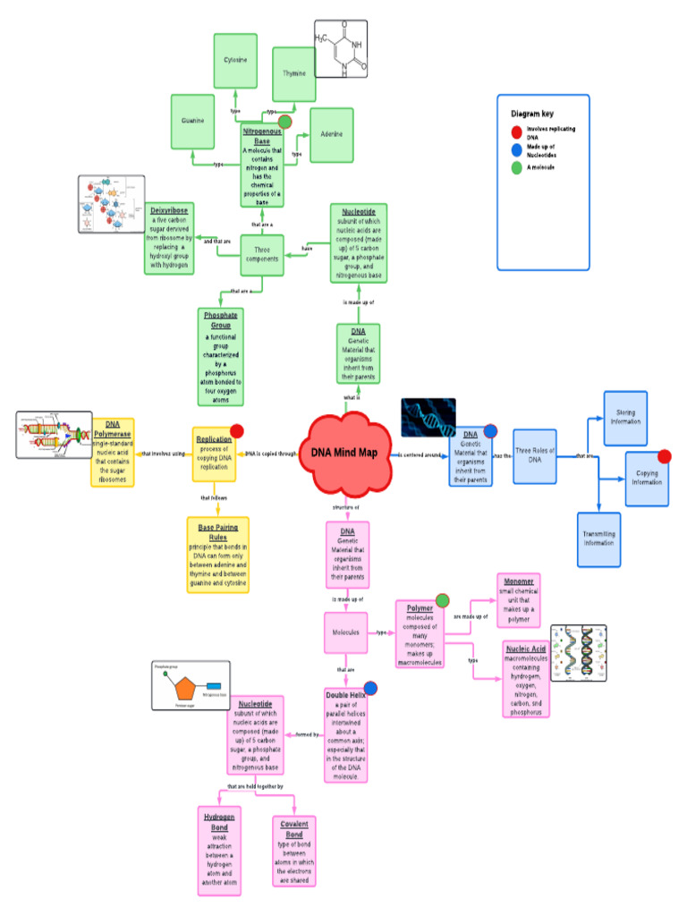 AZ DNA Mind Map (1) | PDF | Dna | Nucleic Acids AZ DNA Mind Map (1) | PDF | Dna | Nucleic Acids
