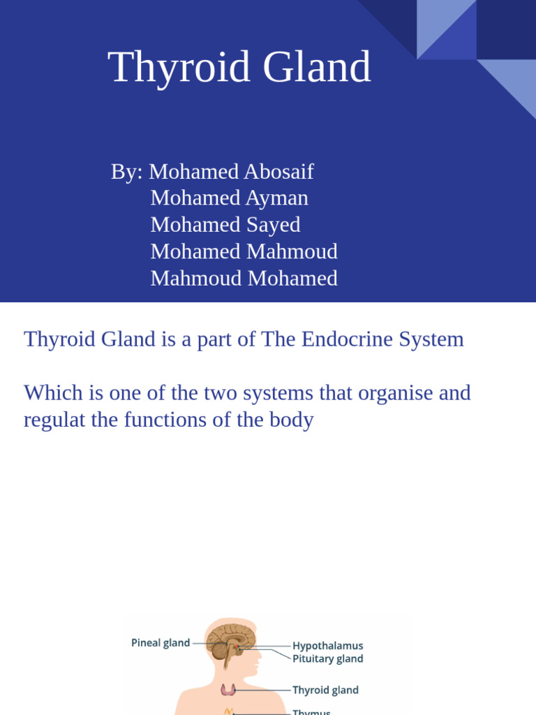 Understanding the Thyroid Gland Functions | PDF | Thyroid | Hyperthyroidism