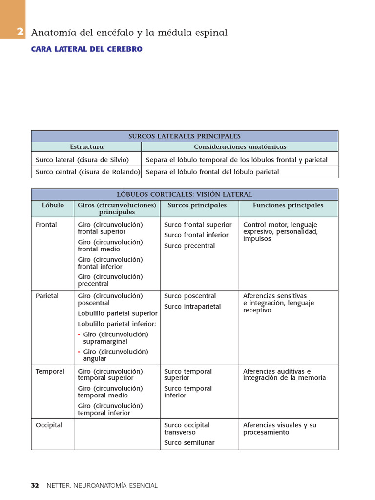 Laminas Netter - Áreas Cerebrales | PDF | Lóbulo temporal | Corteza Insular