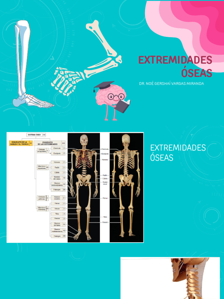 EXTREMIDADES ÓSEAS (1) .PPTX - 20241106 - 074343 - 0000 | PDF | Codo | Mano