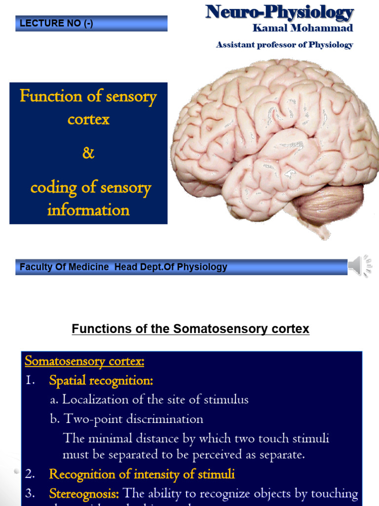 Sensory cortex | PDF | Senses | Somatosensory System