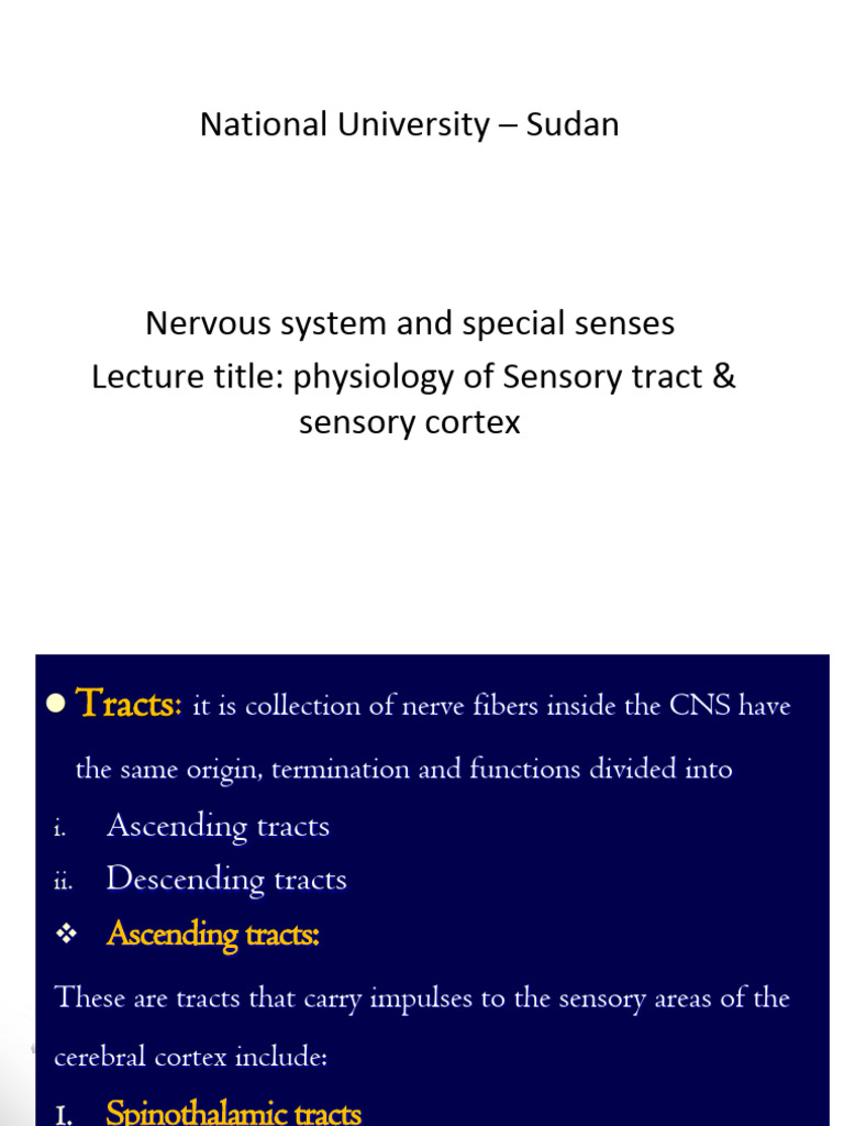 Ascending Tracts | PDF | Cerebral Cortex | Somatosensory System