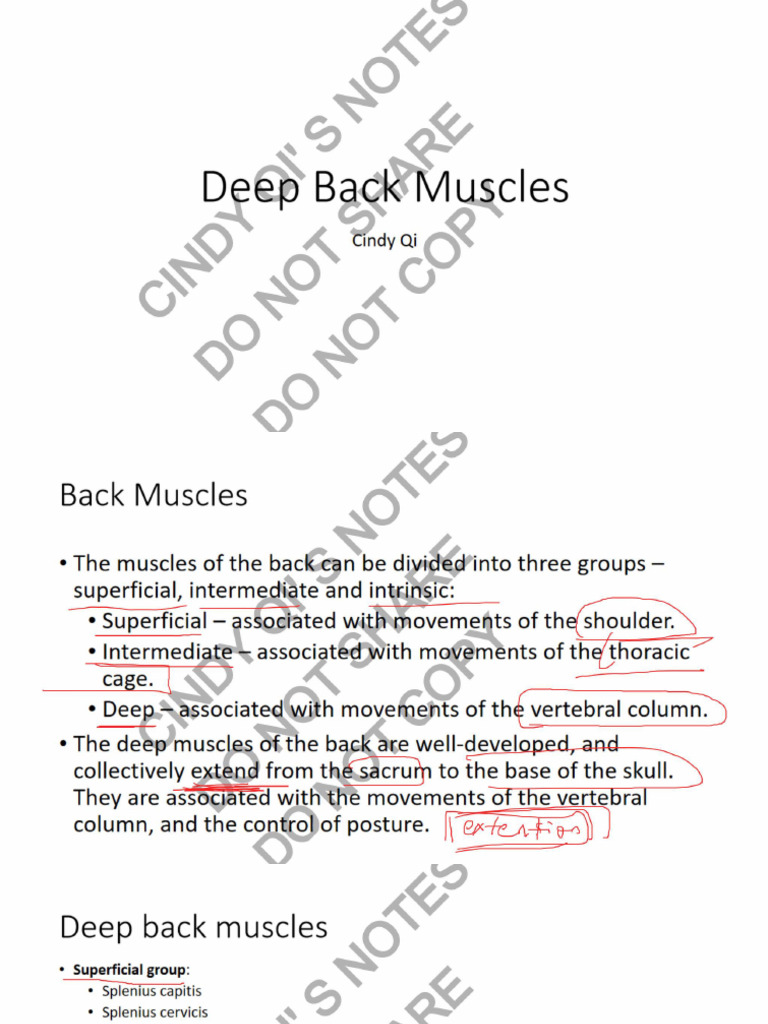 Anatomy of Rotatores Muscles | PDF