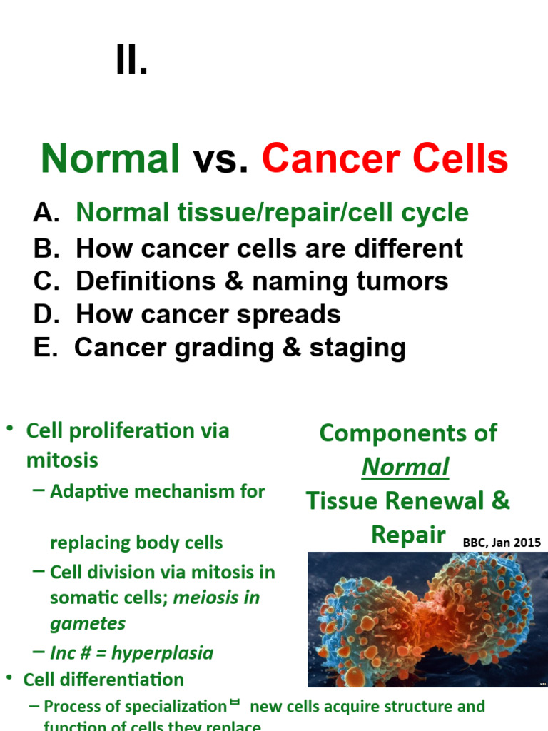 Cancer Cell Differences Explained | PDF | Cell Cycle | Cell (Biology)