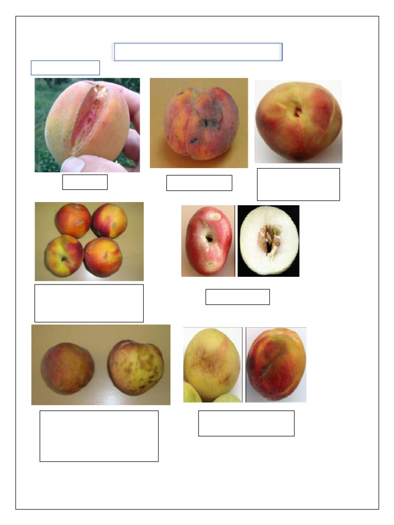 Defectos de Calidad en Duraznos | PDF