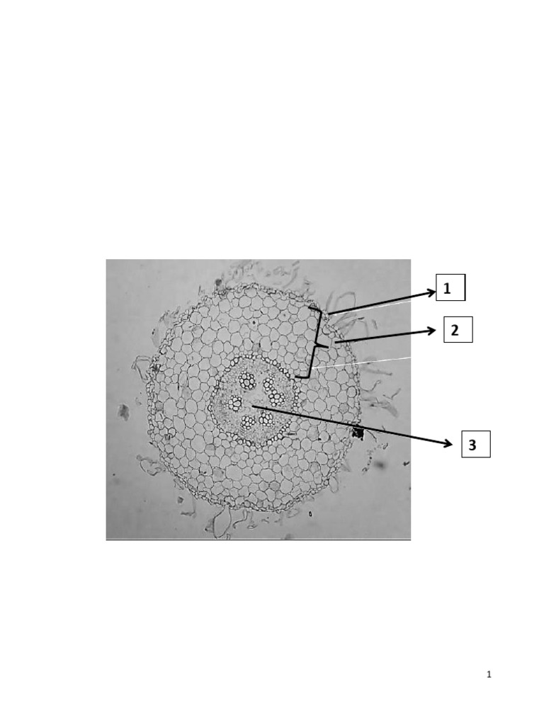 Anatomía de la Raíz: Endodermis en Plantas | PDF | Raíz | Organismos