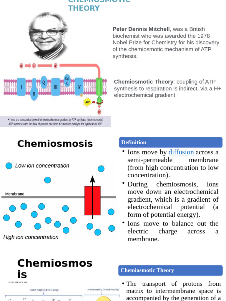 Chemiosmotic Theory and ATP Synthesis | PDF
