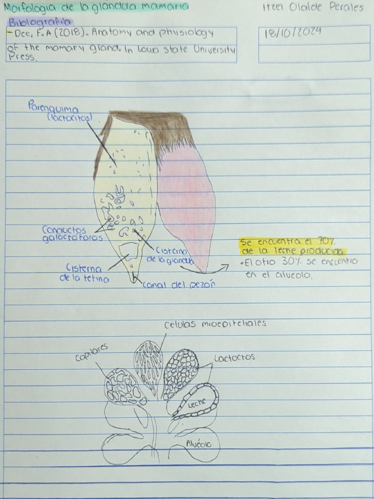 Morfología de La Ubre | PDF