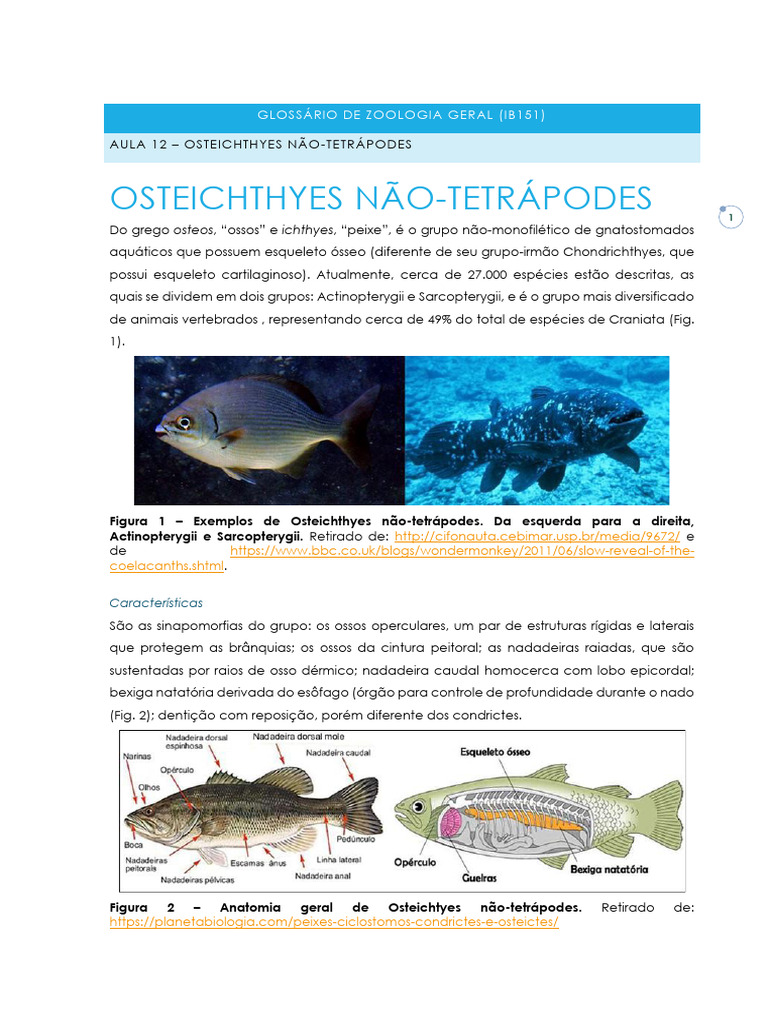 12 Glossrio de Zoologia Geral - Osteichthyes | PDF | Peixes