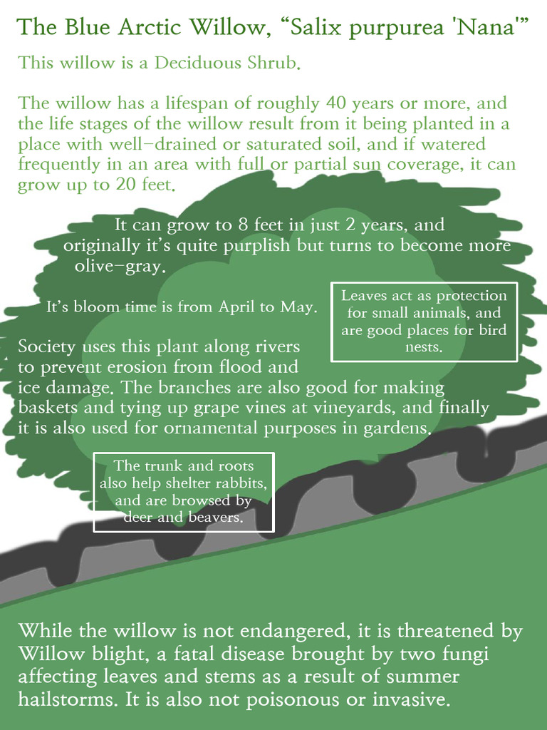 Gunnar's GI Module 3 Assignment - Dwarf Arctic Willow | PDF