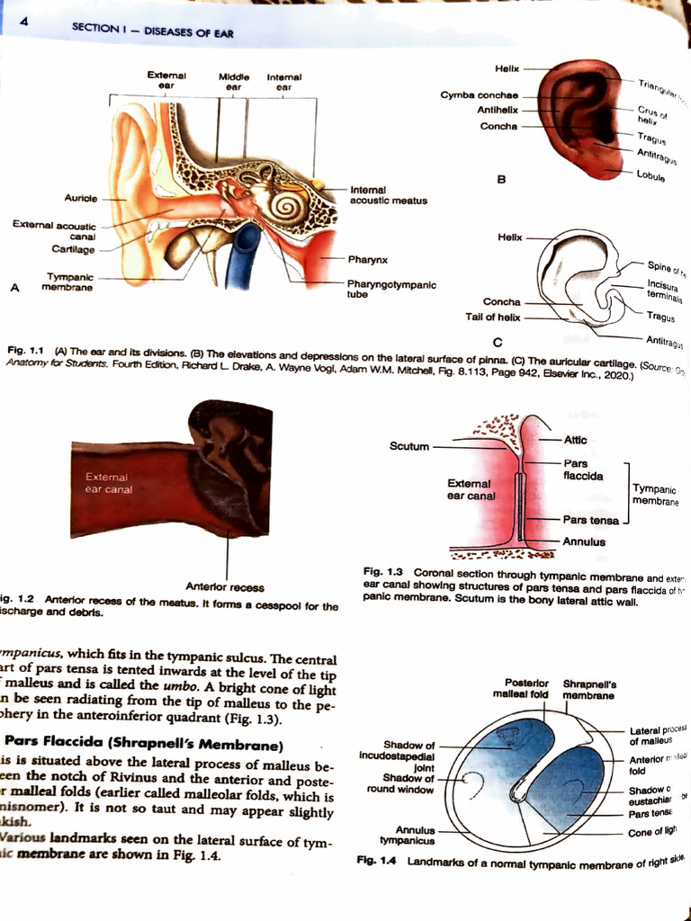 Anatomy of ear | PDF | Ear | Otology